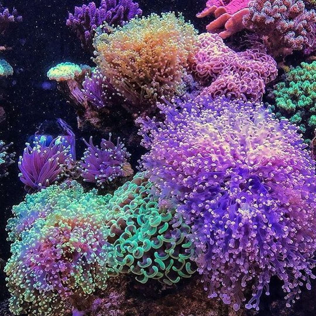 HOPE SPOTES —All About Hope Spot – Explained !! – Rishi Upsc