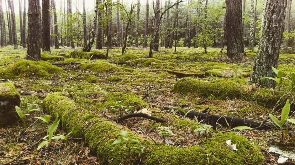 Part 4 -Ecological Succession – Causes and Its Elements – Rishi Upsc