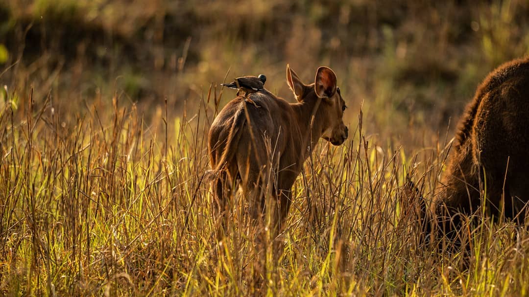 Part 5 – Biotic Interaction – Competition ,Predation,Commensalism ...